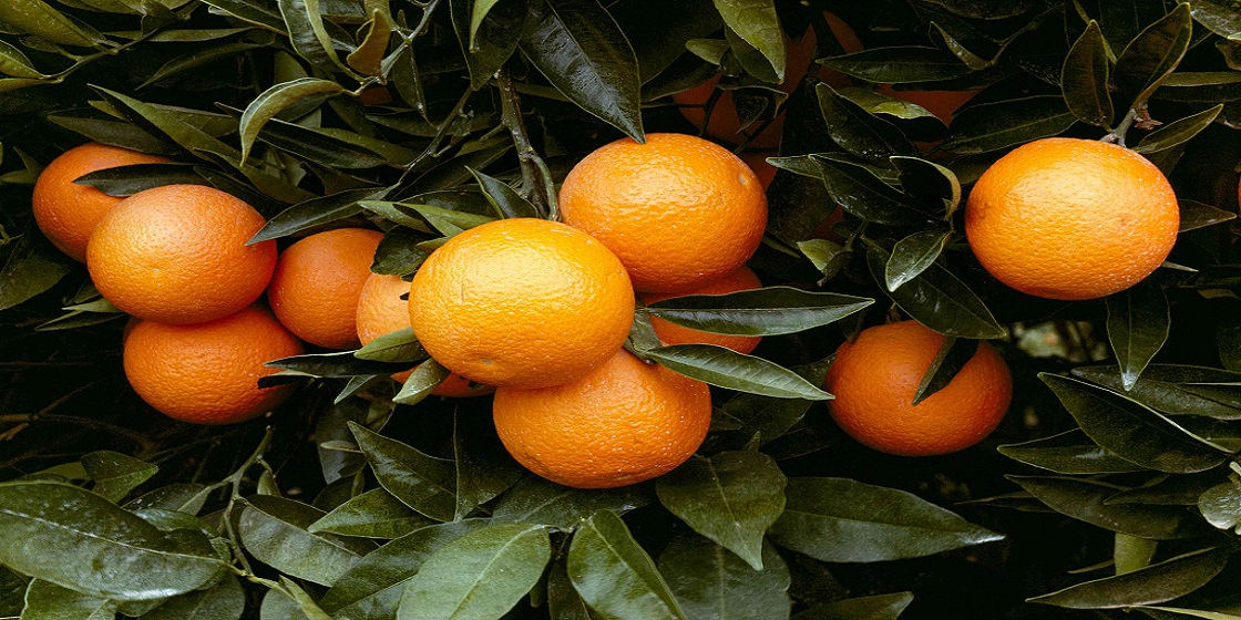 Galaxy Fruit – Galaxy Fruit